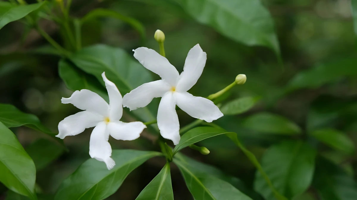 Types of Jasmine: বাগানের জন্য সর্বোত্তম জুঁই ফুলের জাতটি নির্বাচন করুন