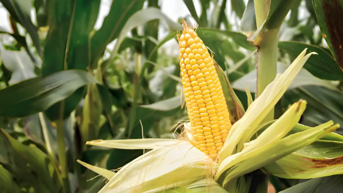 Grow Sweet Corn: বাগানে মিষ্টি ভুট্টার বৃদ্ধি ও যত্নের সেরা উপায়